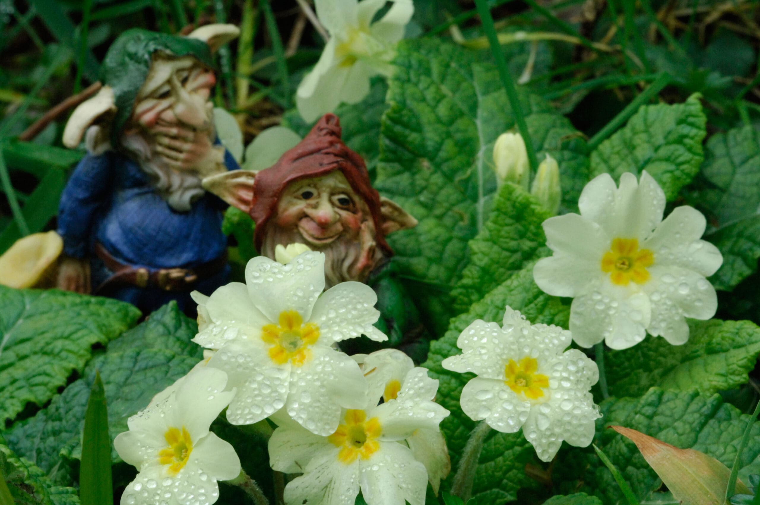 Cornish Piskies | Cornwall.co.uk